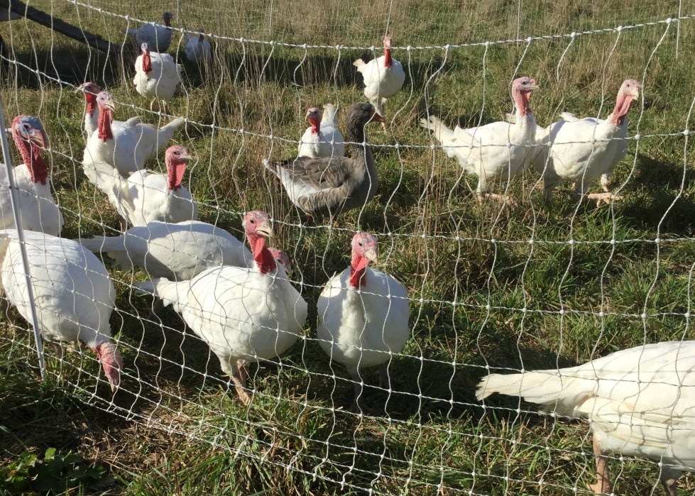 Pastured Turkeys – Never Done Homestead